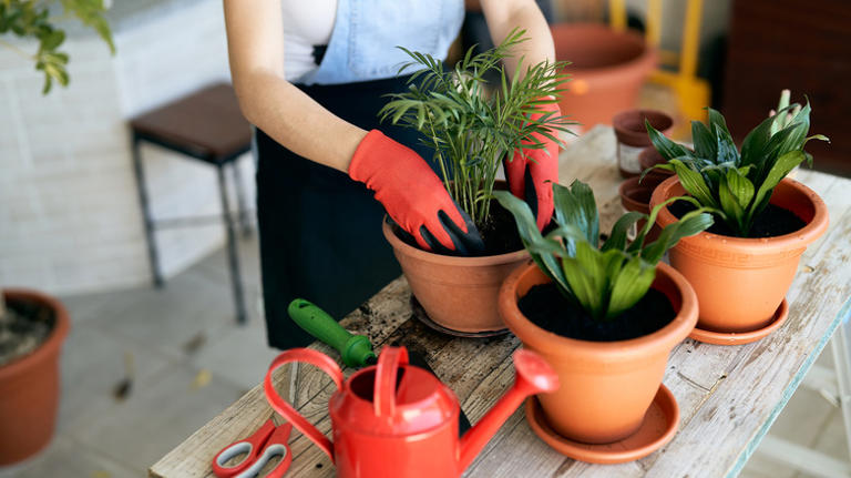 The no-cost solution you need for making potted plants look fuller