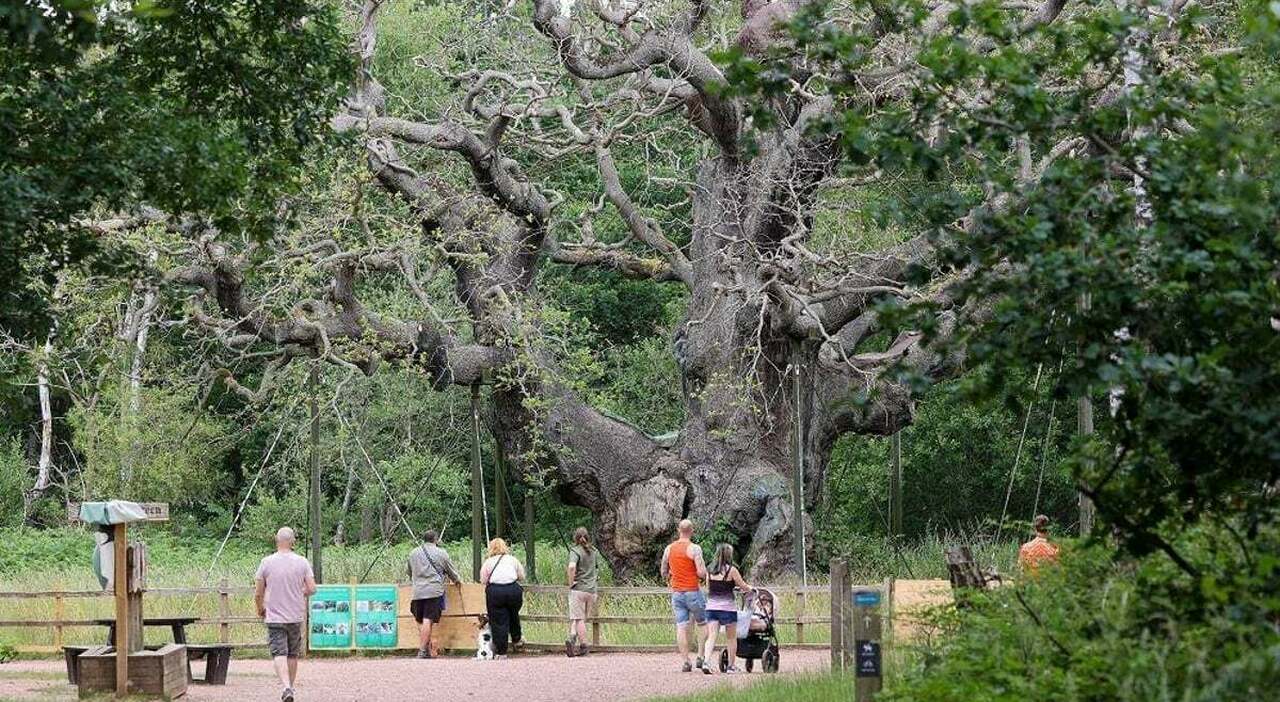 «L'albero più famoso del mondo è morto». Addio alla leggendaria quercia ...