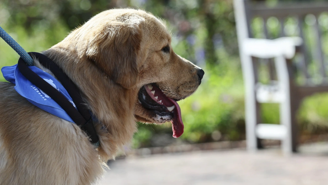 17 clear signs your dog feels happy and secure