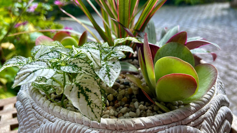 The no-cost solution you need for making potted plants look fuller
