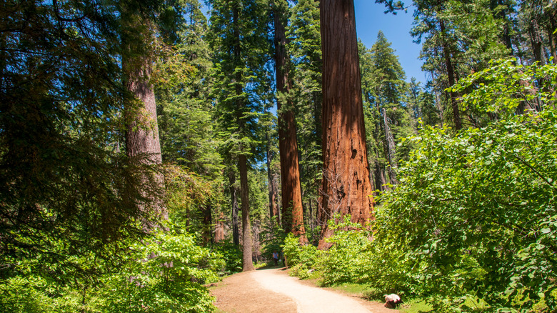 Forget Redwood National Park — experience these 9 lesser-known forest ...