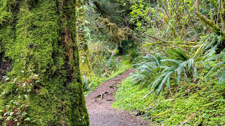 Forget Redwood National Park — experience these 9 lesser-known forest ...