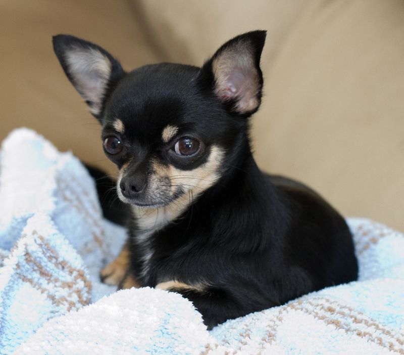 If your dog's breath smells metallic, these 10 breeds deserve extra ...