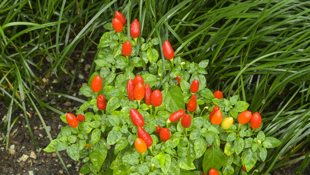 Paprika’s history, varieties, and culinary uses