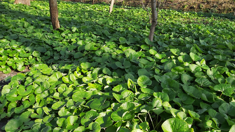 Tips and tricks for growing thriving ground cover plants in your yard