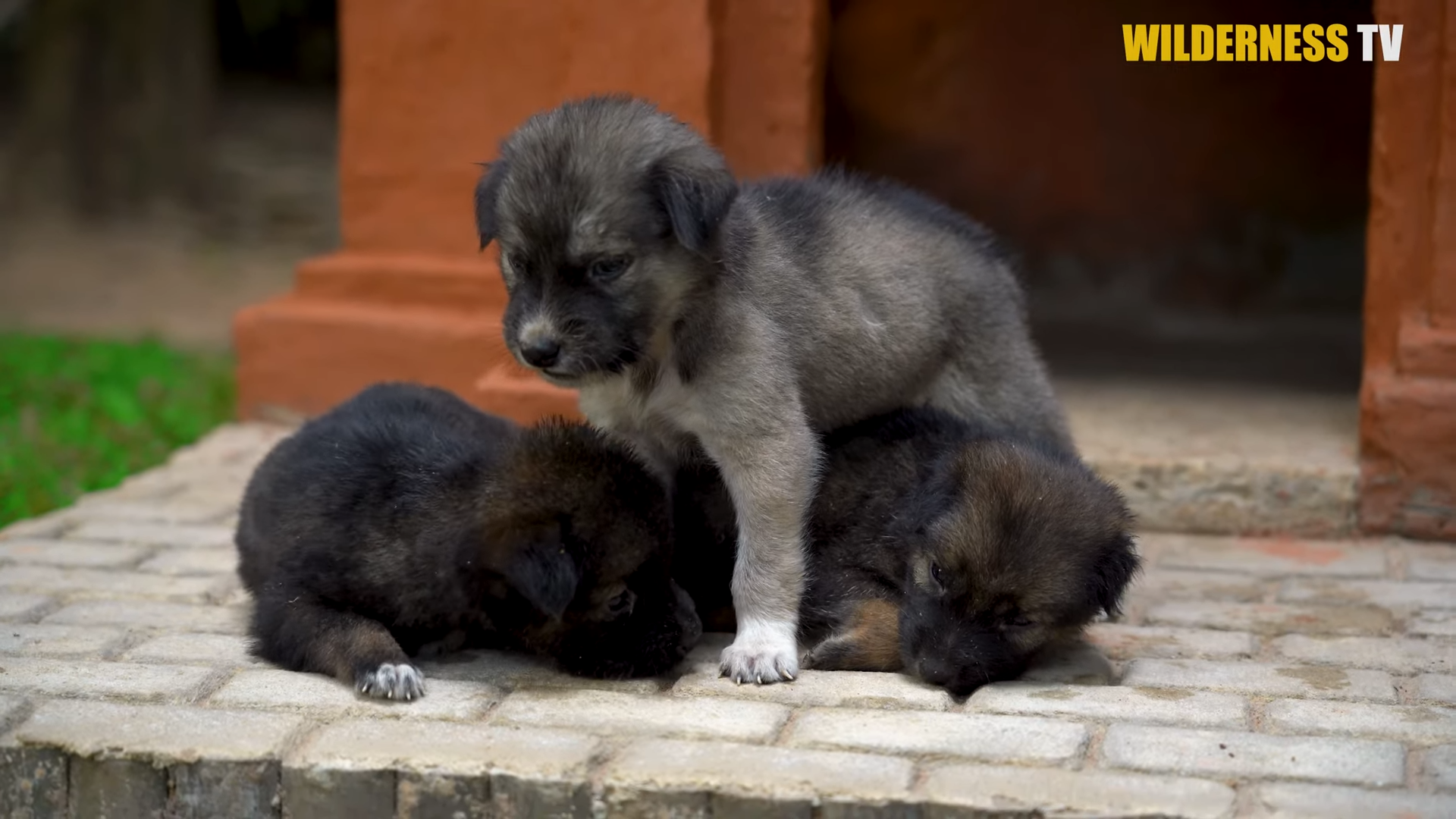 Building a tiny house in the woods for rescued puppies – their reaction ...