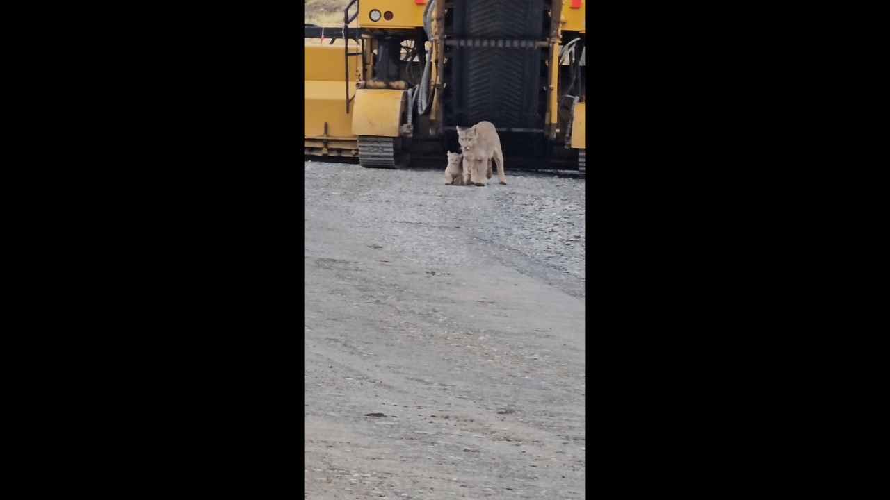 Puma encounter halts construction in Chile: mother retrieves cub from ...