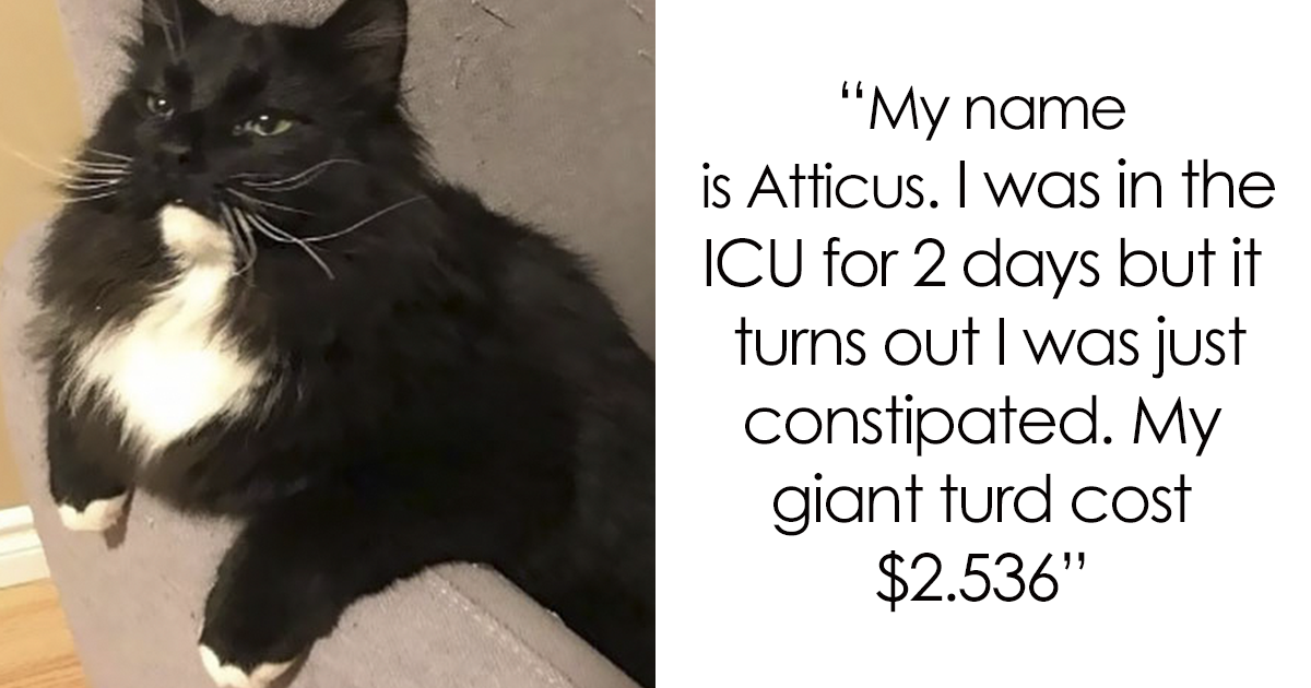 40 times cats were publicly shamed for their hilariously horrible crimes