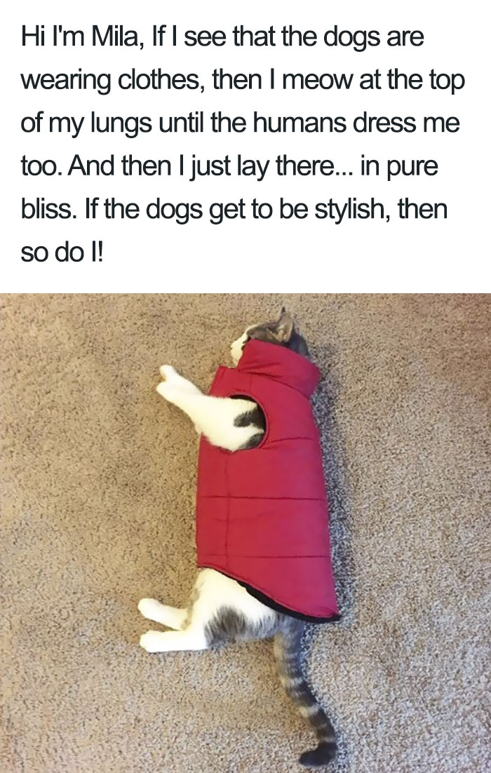 40 times cats were publicly shamed for their hilariously horrible crimes