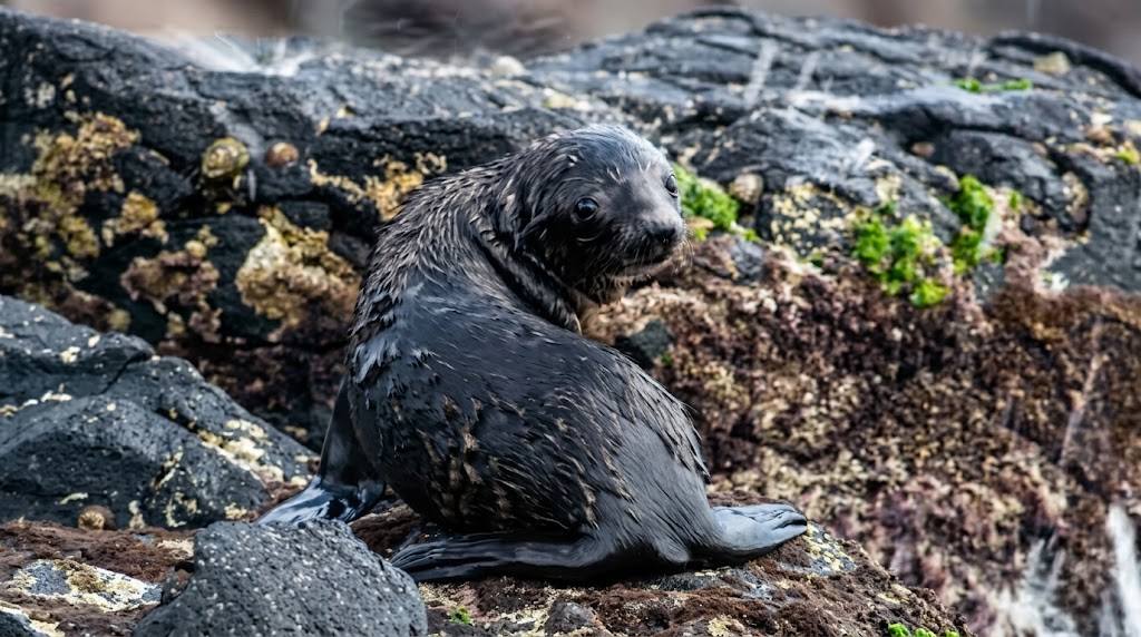 Watch what happens when a fur seal jumps out of the water to escape death