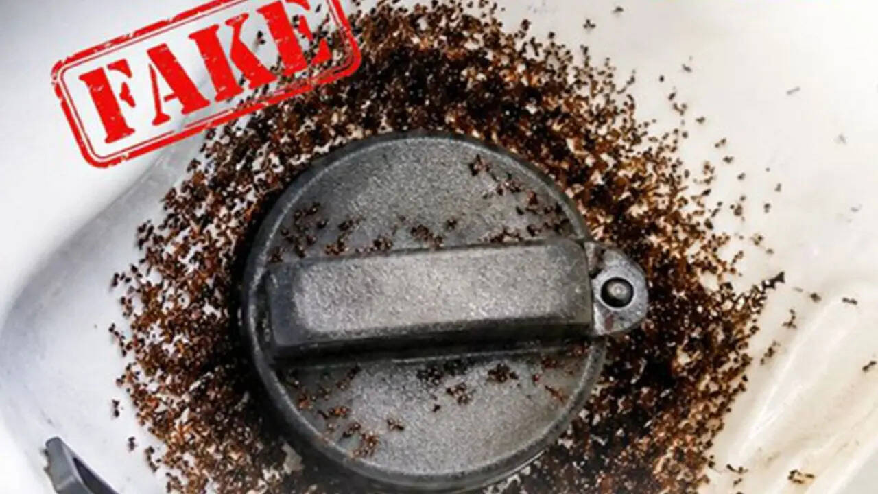 Bharat Petroleum fact-checks E20 fuel scare - why ants are not ...