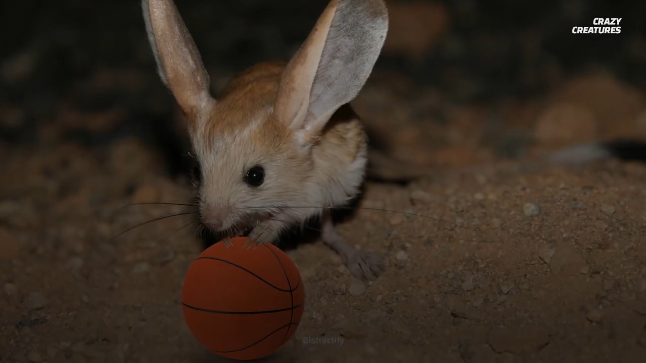 Watch a jerboa zig-zag through the desert – predators can't keep up