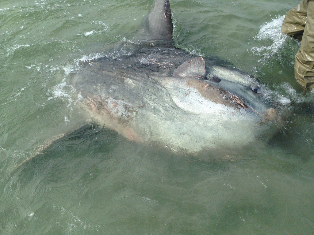 Scientists discover the world’s largest fish