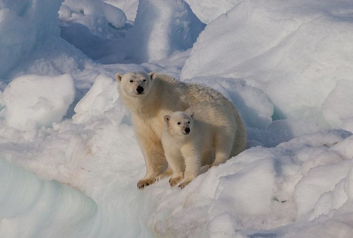 30 animals struggling to survive the warming planet
