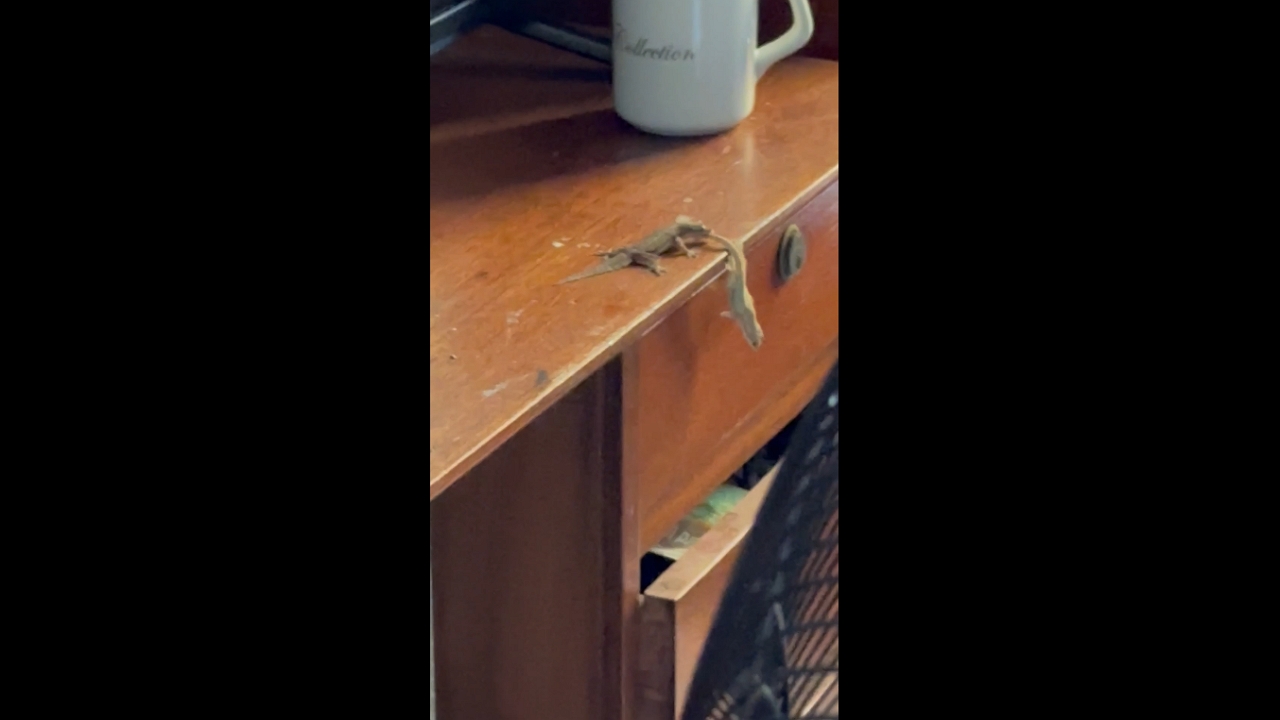 Dominant lizard relentlessly bites opponent's tail in tense standoff