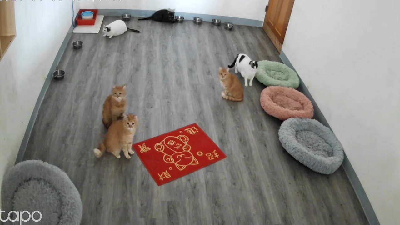 Cats react as earthquake rattles Hualien, Taiwan