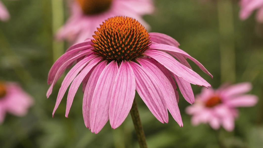 14 drought-tolerant plants for water-wise gardens