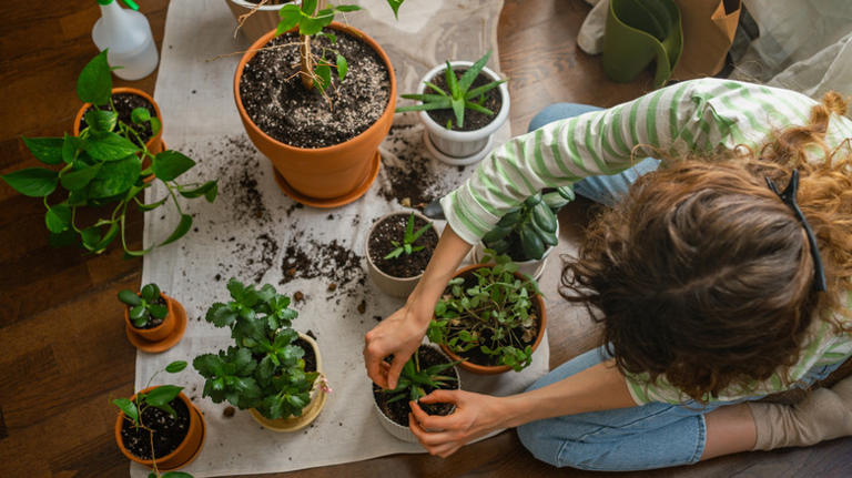 The no-cost solution you need for making potted plants look fuller