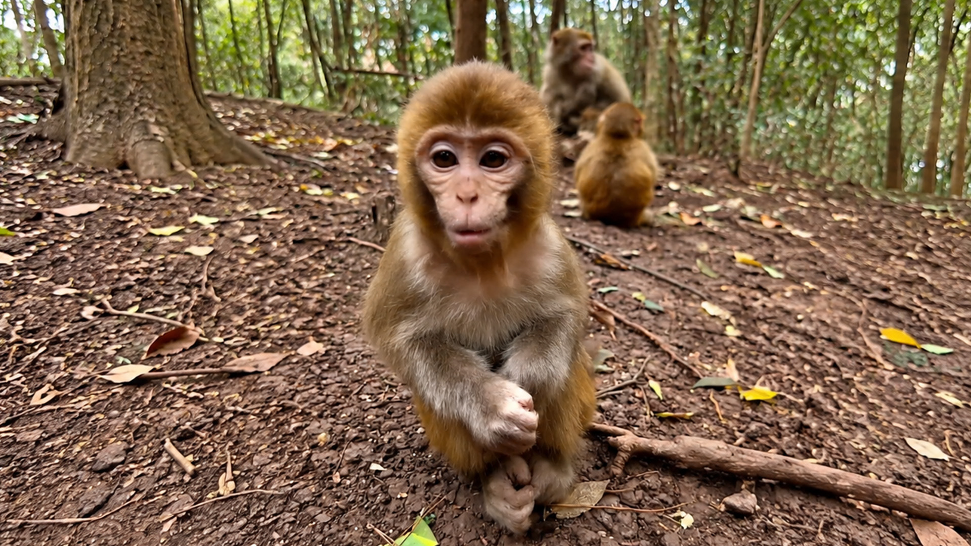 A curious young monkey takes center stage in the forest