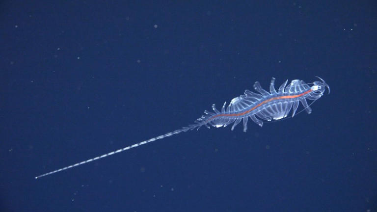 Deep-sea mission uncovers 31 new species