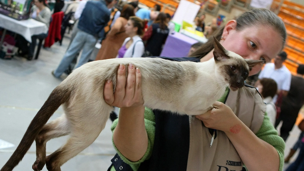 9 cat breeds known for their distinctive voices