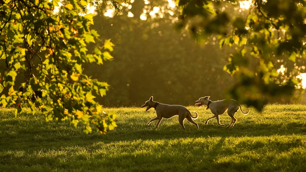 10 dog breeds perfectly suited for hot weather
