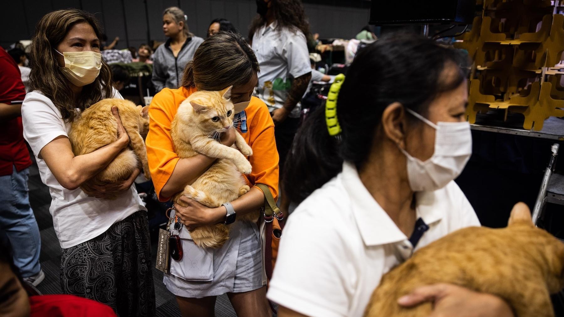 Le surprenant secret génétique des chats roux