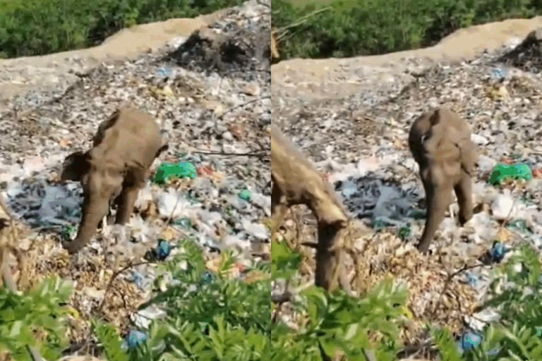 'Shame on humans': Elephant searches for food in plastic dump in ...