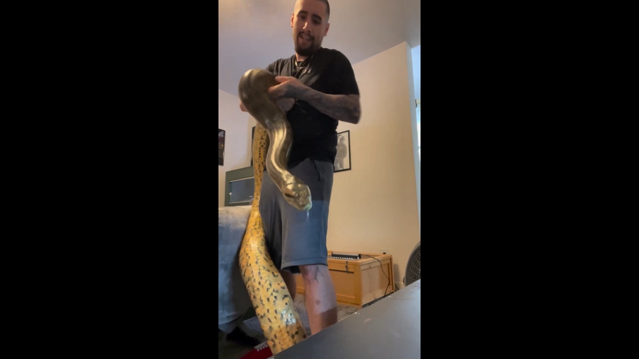 California captures: Uncle Rob takes big green anaconda for a bath break