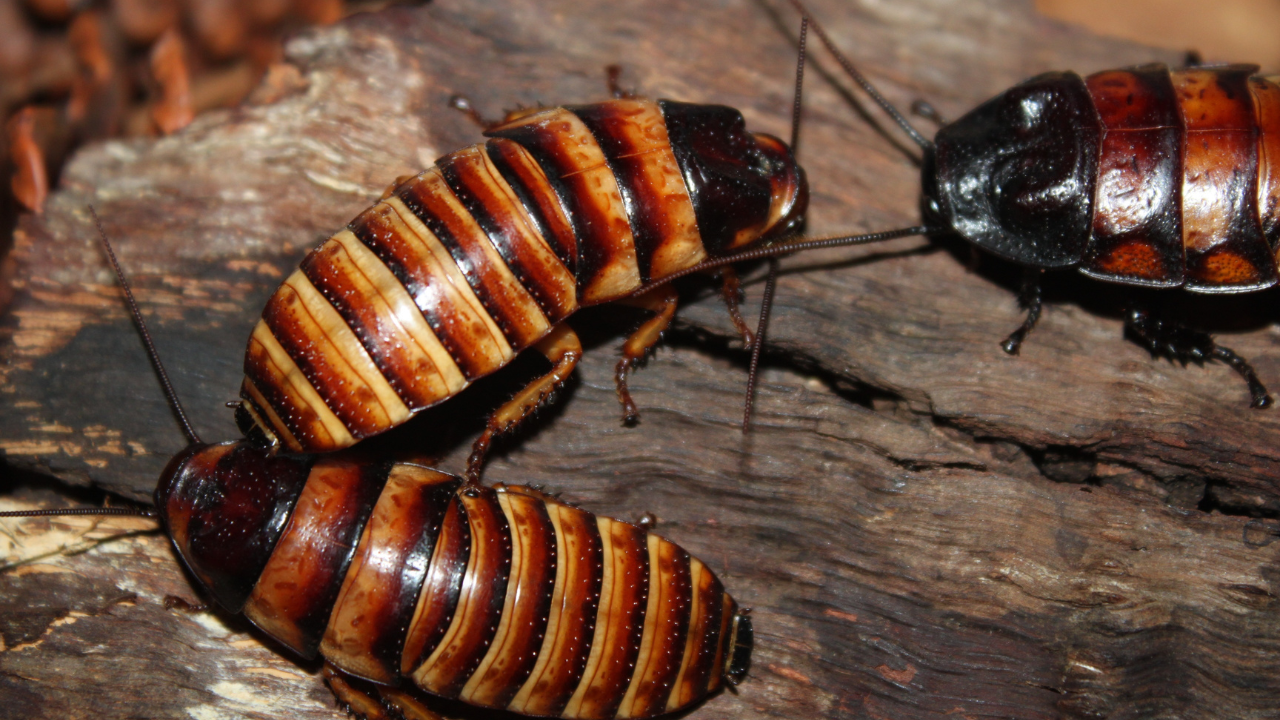 Cockroaches aren't just cockroaches: Their DNA contains traces of a 150 ...