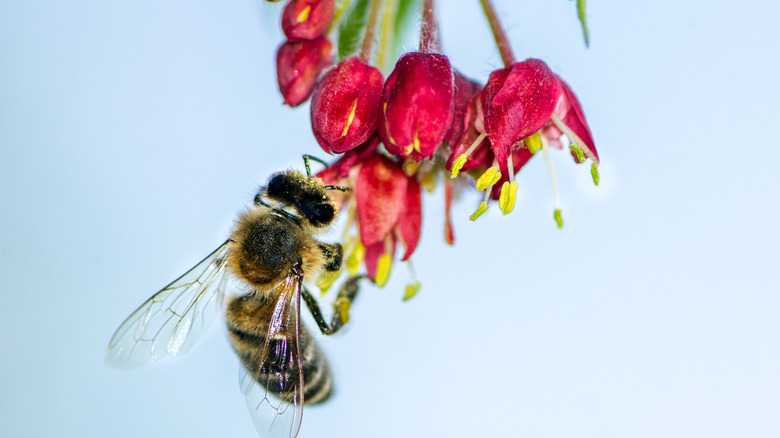 These beautiful native trees attract more pollinators than flowers