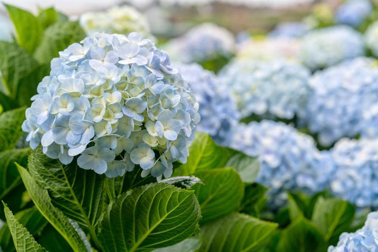 Hydrangeas will flourish in gardens if you plant 3 companion plants ...