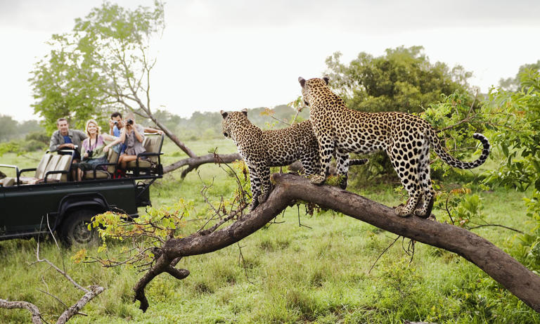 Tourist is shot dead at end of South Africa safari tour when guide's ...