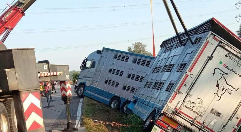 Tir carico di tori esce di strada e si ribalta: morto un animale