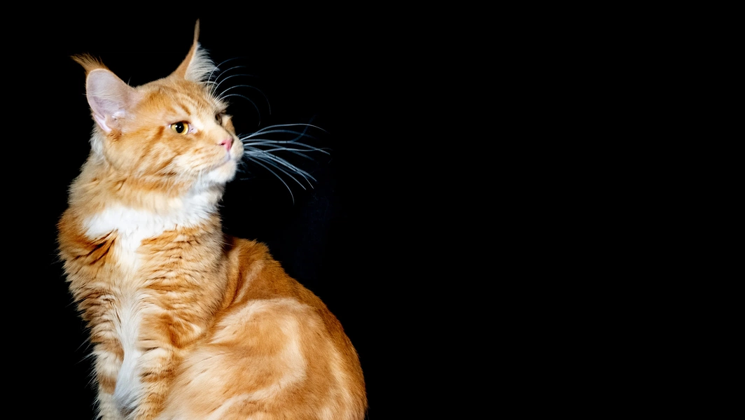 9 cat breeds known for their distinctive voices
