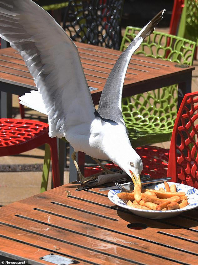 Wetherspoon pub plagued by greedy seagulls divides opinion over no ...