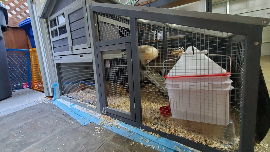 Common chicken coop mistakes and how to avoid them