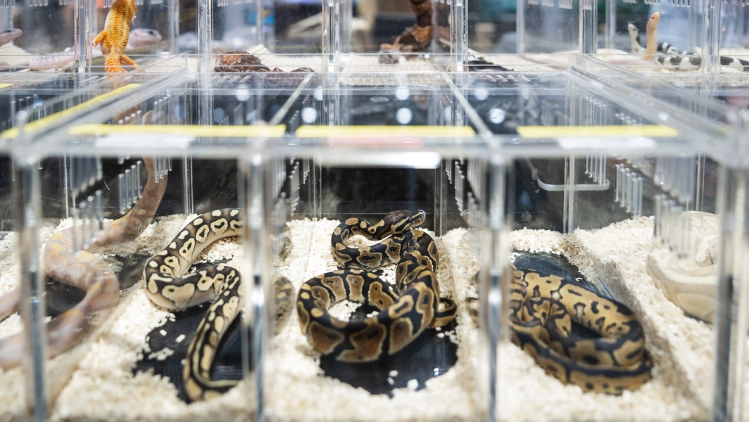 7 calm and manageable pet snake species