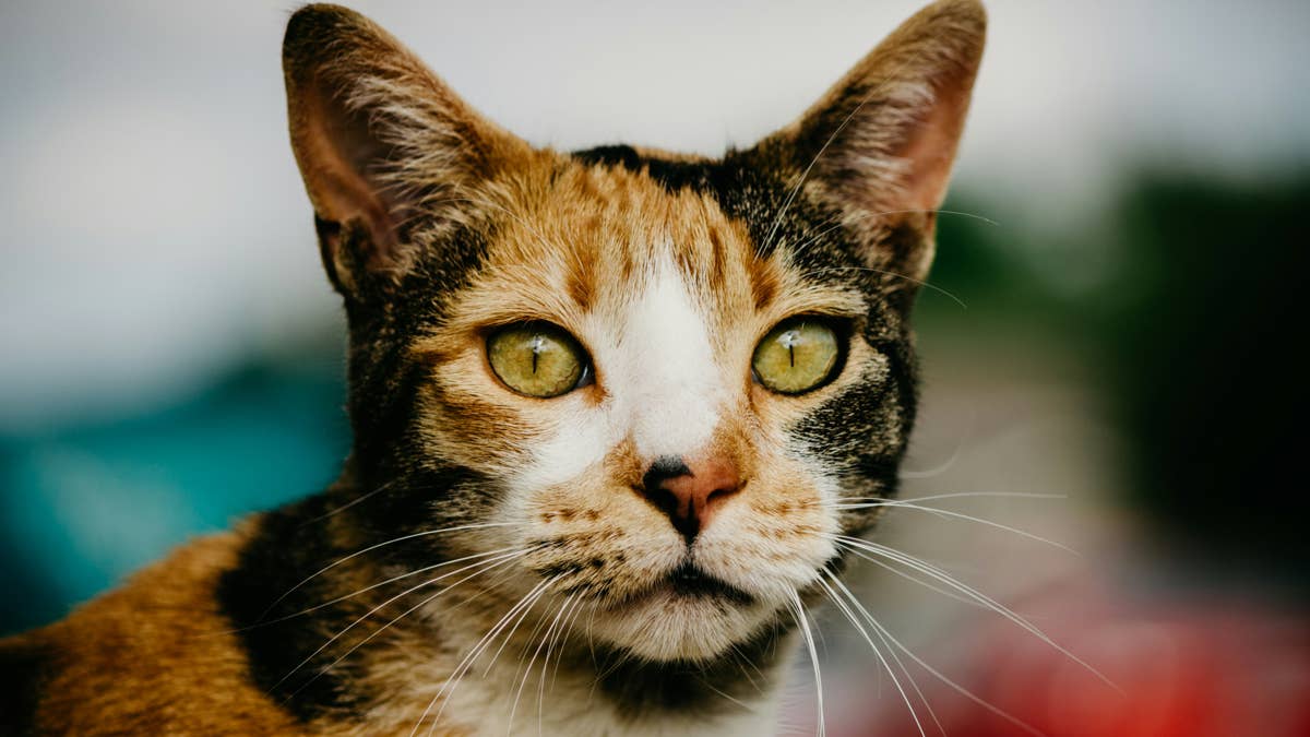 Calico cat spends 13 years on the streets — her first safe sleep in a ...