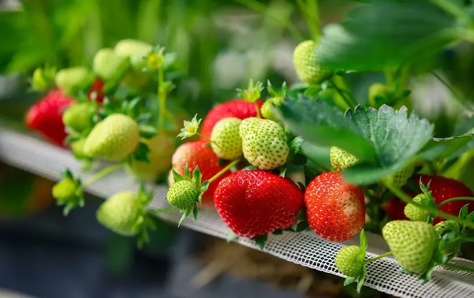 Martha Stewart details container-friendly strawberry growing tips