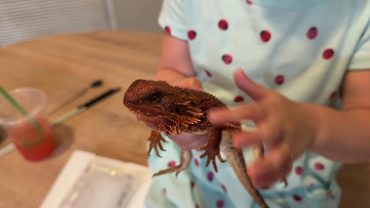 I Bought My Daughter This Exotic Animal - Is This Good Idea?