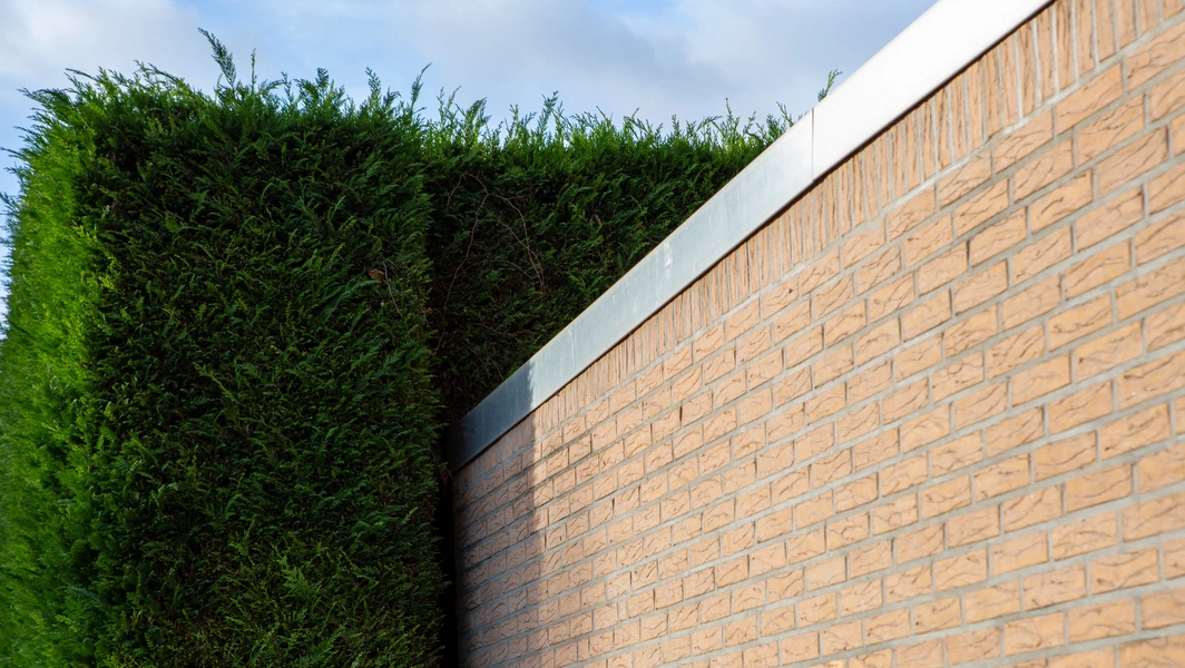 10 fast-growing hedges for privacy and seasonal interest