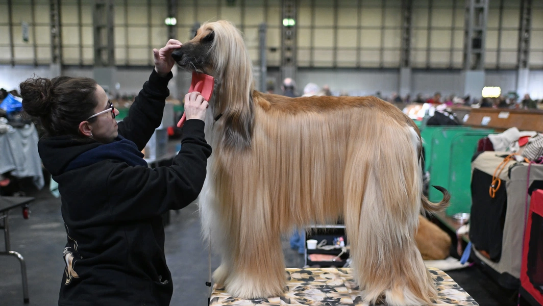 10 ancient dog breeds and their enduring legacies
