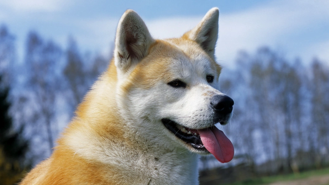 9 dog breeds that bond closest to one person