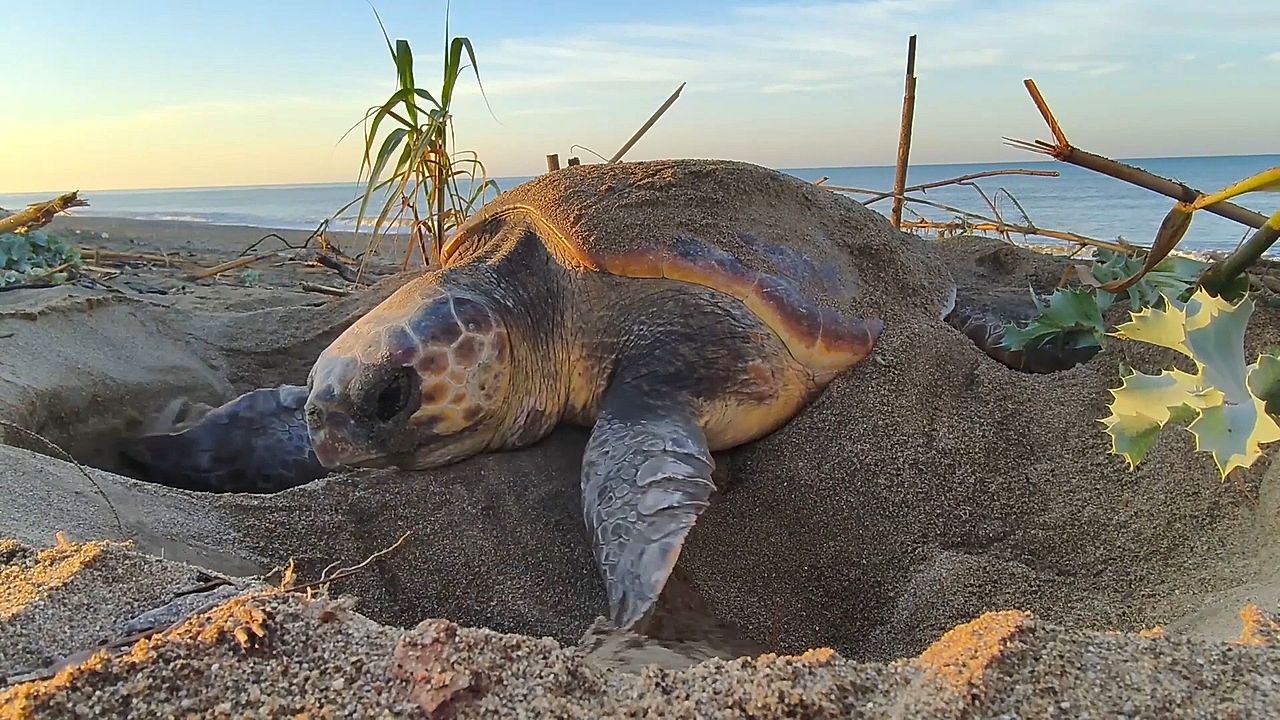 Vulnerable loggerhead sea turtles captured laying eggs on beach in Turkey