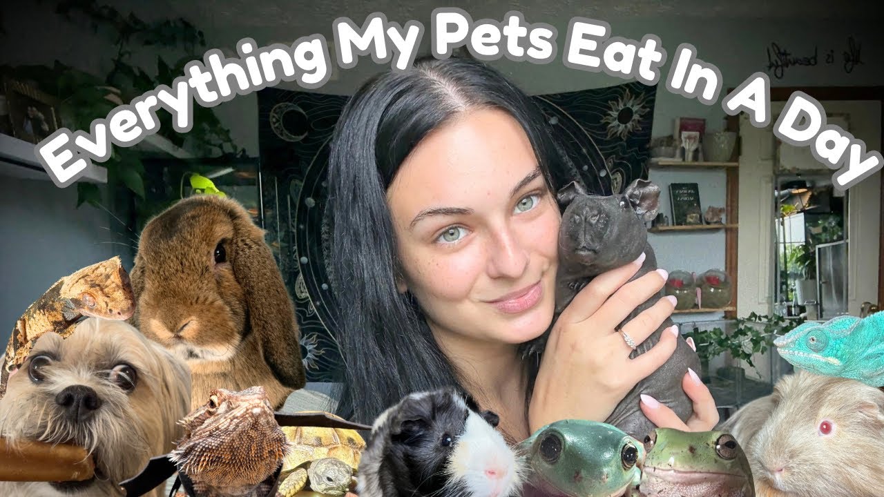 Feeding all of my pets in one busy day