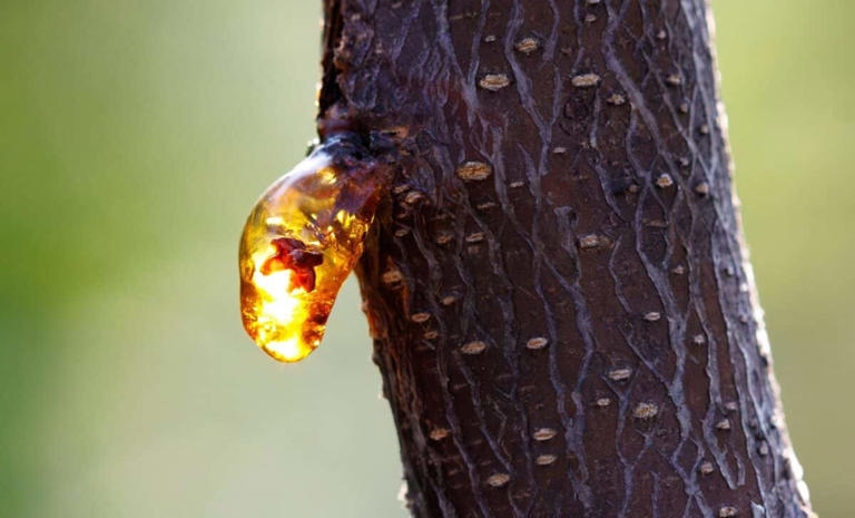Researchers uncovered 21 ancient creatures trapped in an amber deposit ...