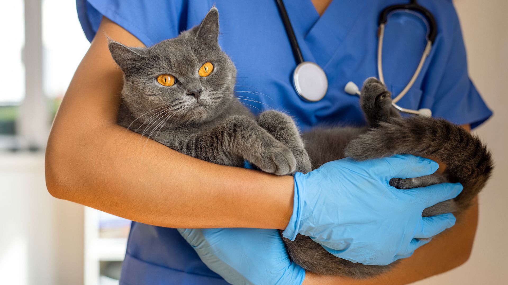 Here’s how I save money as a pet owner without compromising on care