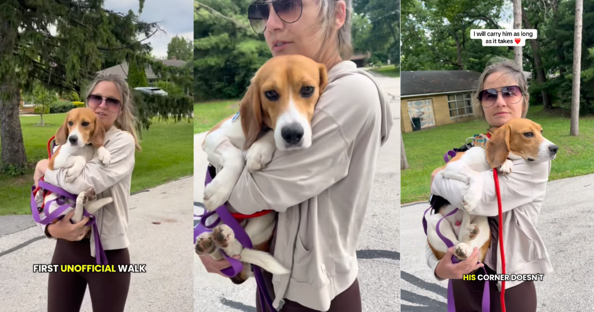 Foster dog's progress is measured in tiny moments each equally significant