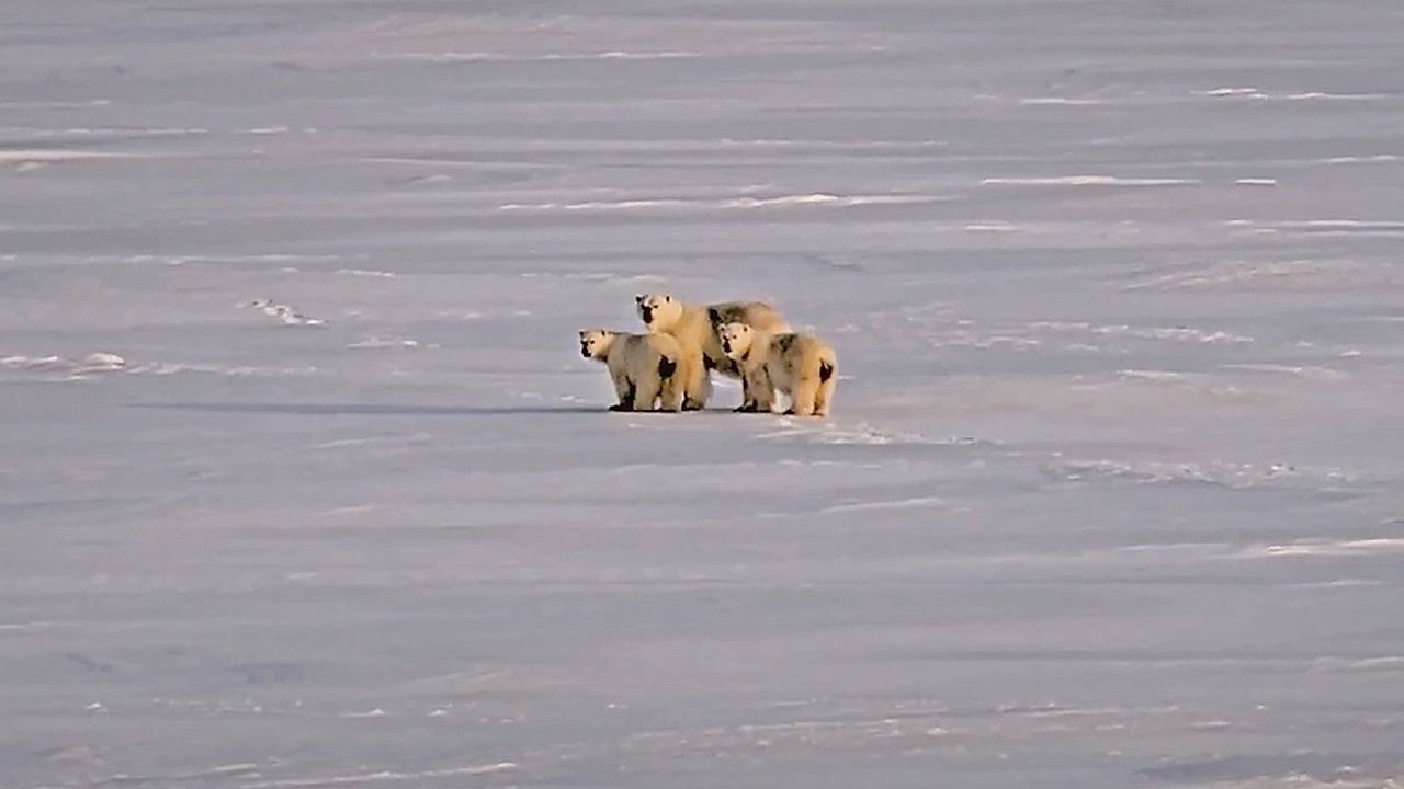 AI 'Bear-dar' radar spots its first polar bear family in Arctic Canada